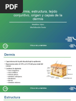 Histología de Dermis | PDF | Tejido conectivo | Tejido adiposo