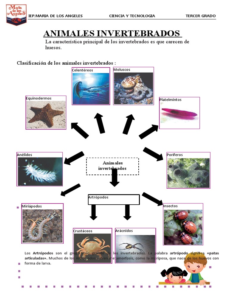 Animales Vertebrados e Invertebrados | PDF | Invertebrado | Esqueleto