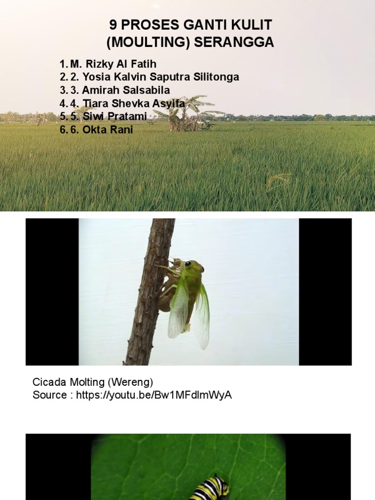 Entomologi | PDF