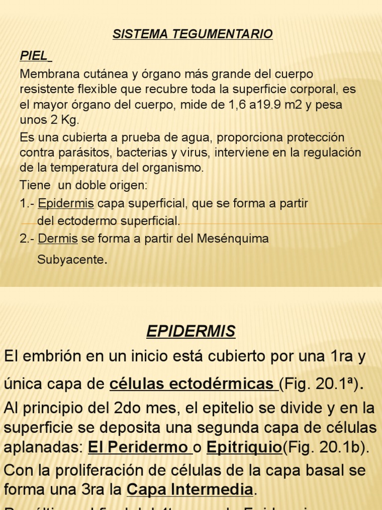 Cap. 21 Sistema Tegumentario | Descargar gratis PDF | Piel | Epidermis