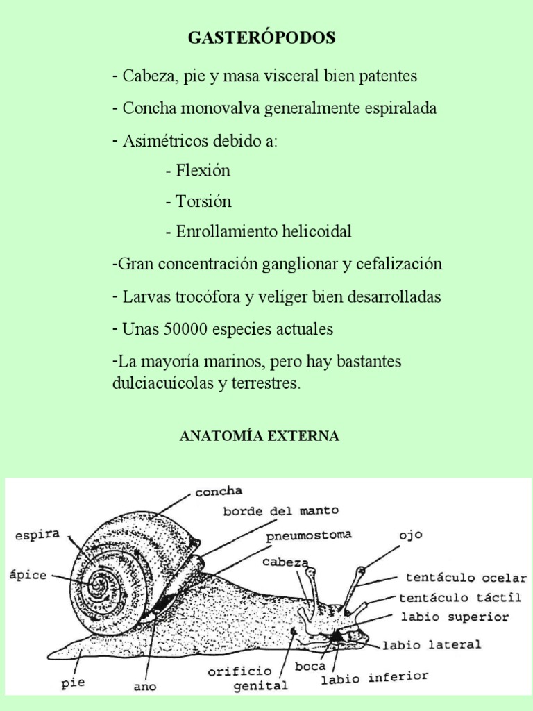Gasteropodos 08 | PDF