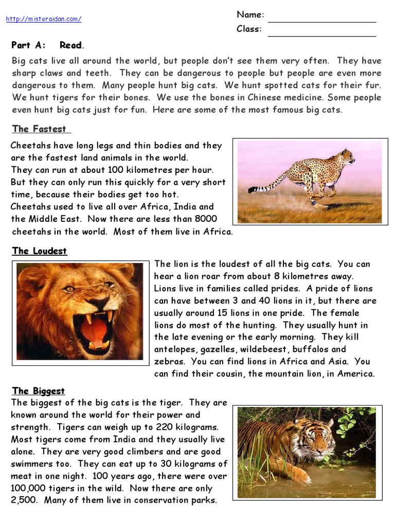 Big Cats Reading Comprehension Exercises 24504 | Download Free PDF ...