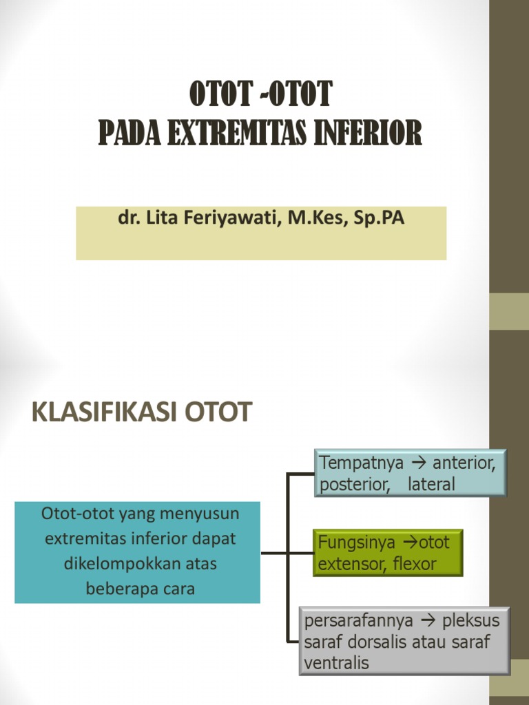 K9 Otot Extremitas Inferior | PDF