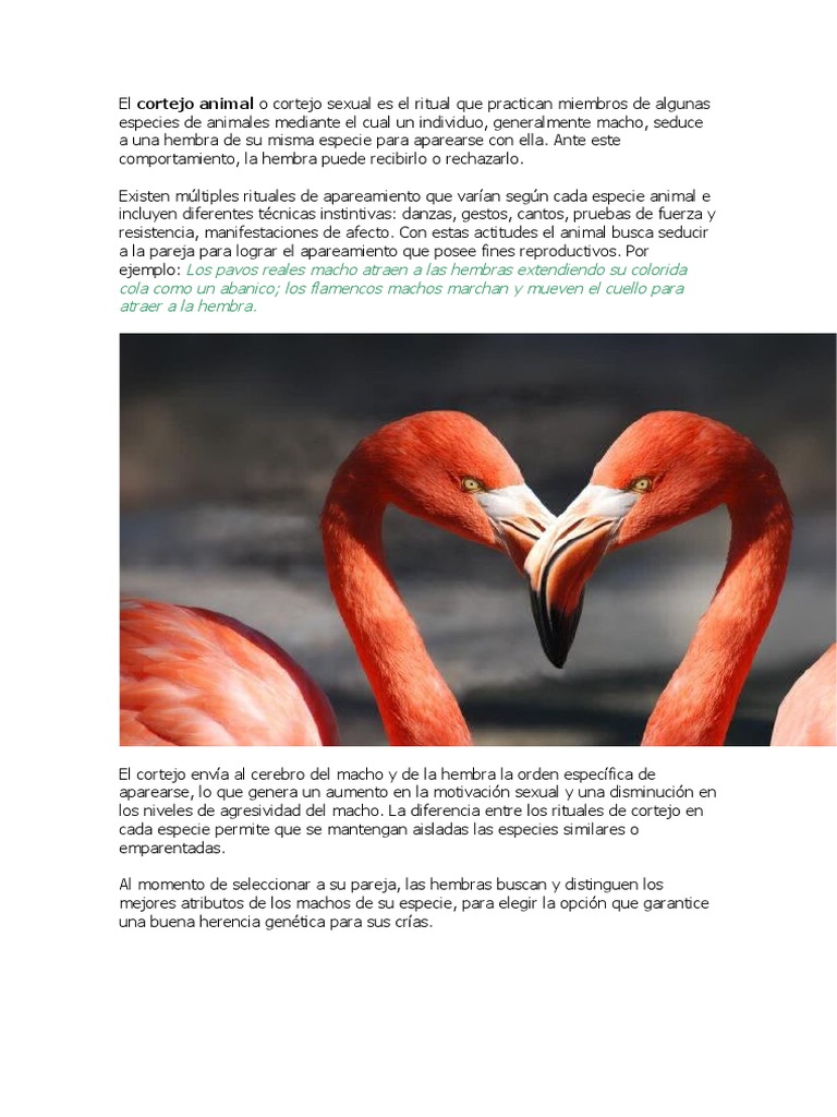 Cortejo Animal | PDF | Hembra | Selección sexual