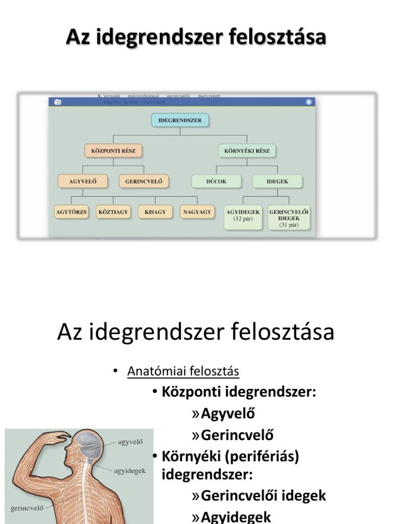 24 Az Idegrendszer Felosztása | PDF