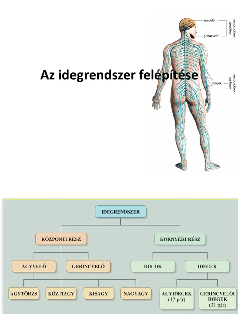 Az Idegrendszer Felépítése 8. | PDF