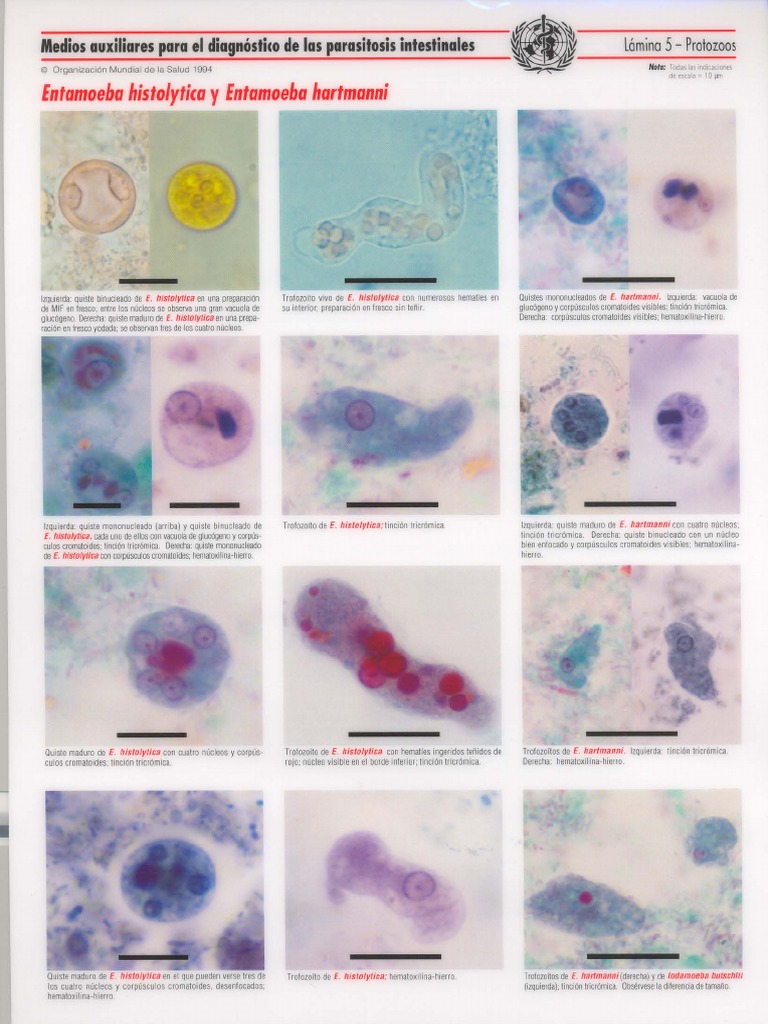Lámina - OMS Protozoos | PDF