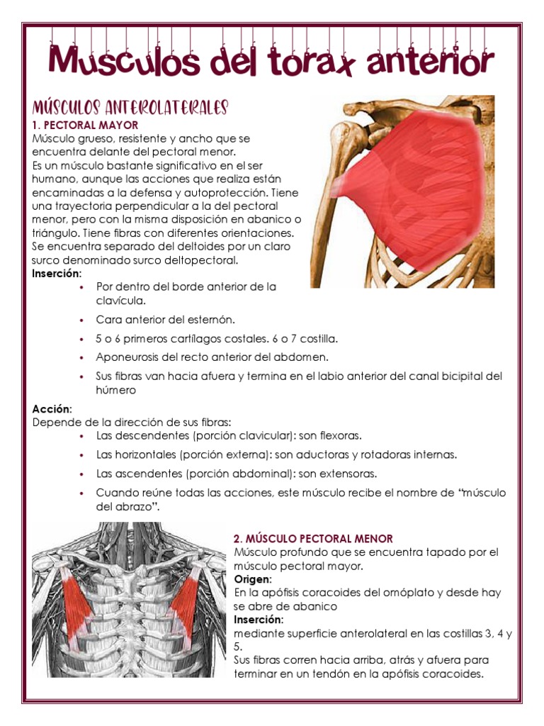Musculos Del Torax Anterior | PDF | Tórax | Anatomía humana