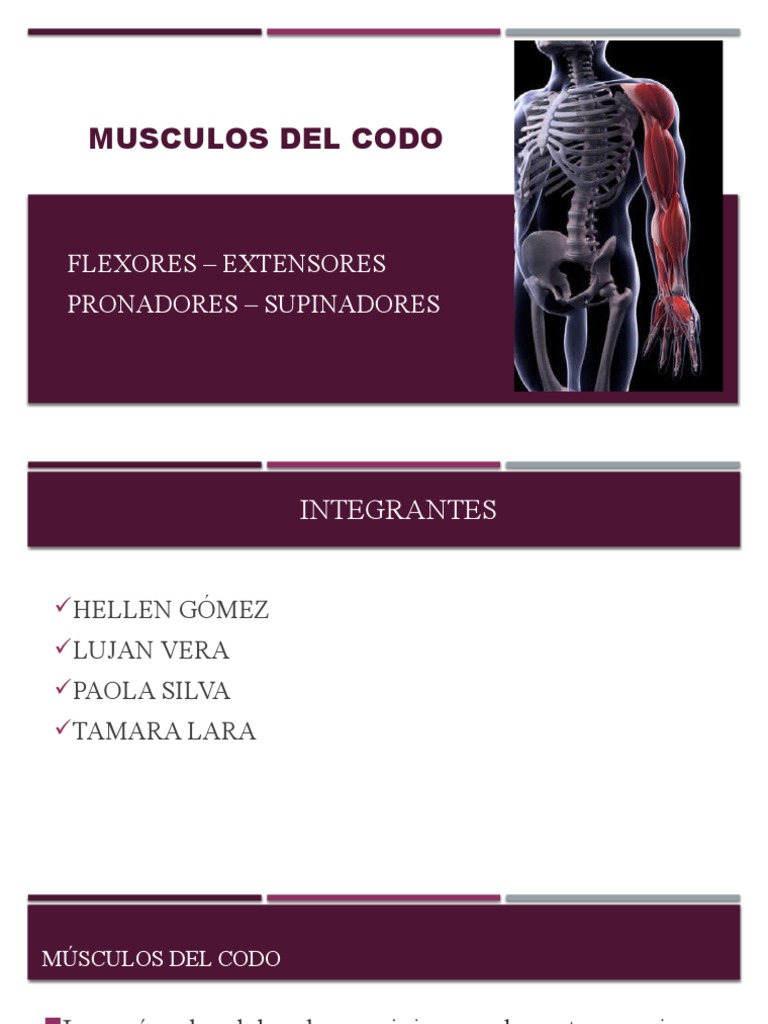 Músculos del Codo: Flexores y Pronadores | PDF | Codo | Mano