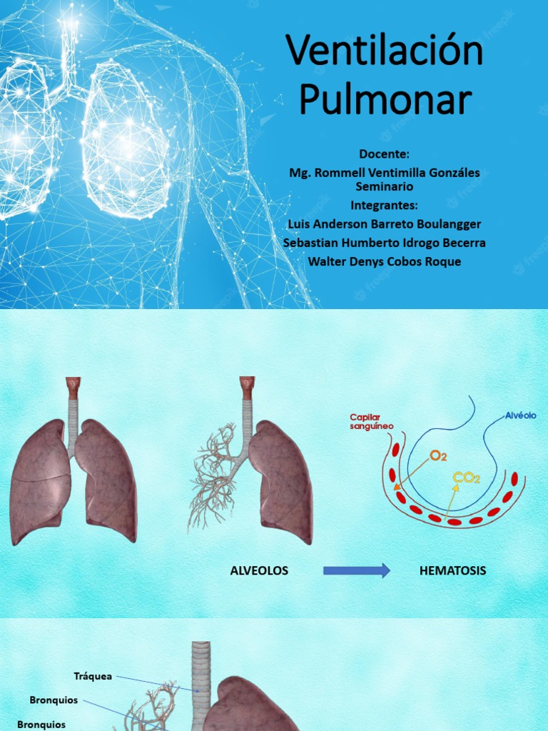 Ventilacion Pulmonar | PDF | Pulmón | Sistema respiratorio