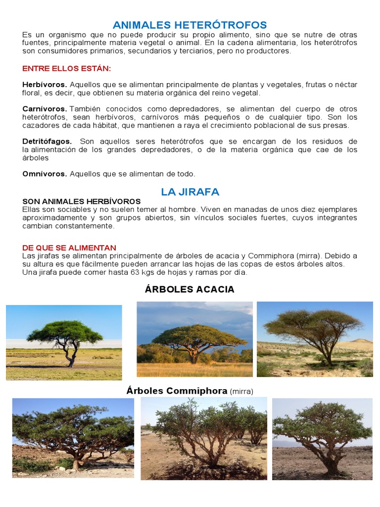 Ejemplos de Animales Heterótrofos | PDF | Tecnología