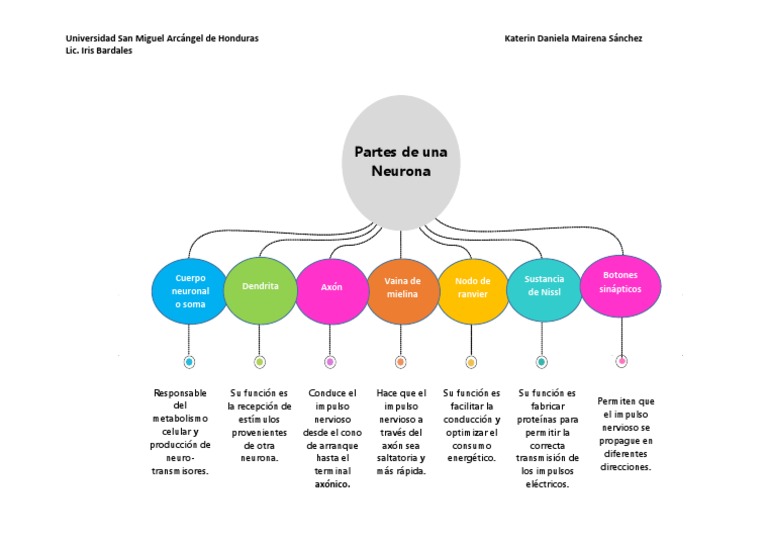 Esquema de la Neurona y sus Partes | PDF | Axon | Neurona