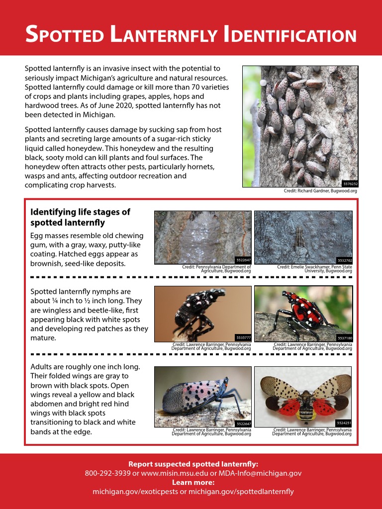 Spotted Lanternfly: Identification & Impact | PDF | Insects | Pest ...