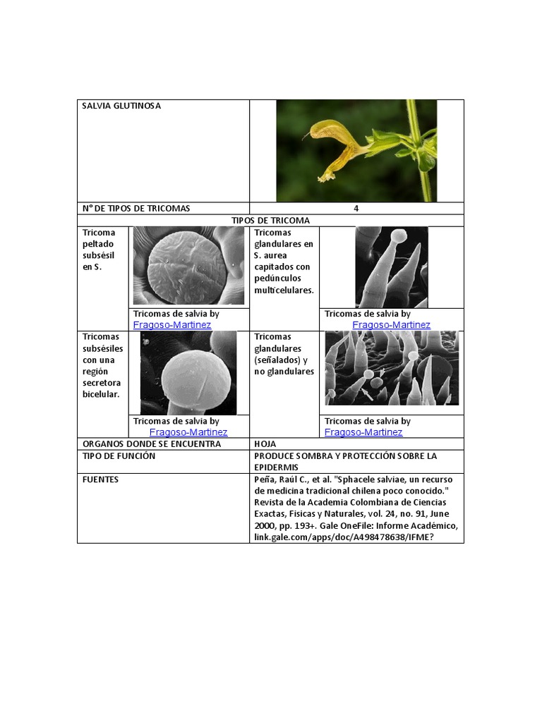 Tipos de Tricomas en Plantas | PDF | Hoja | Niebla