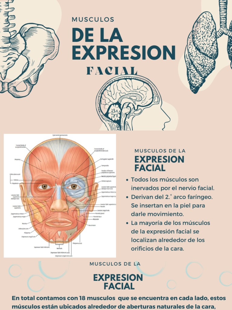 Músculos de La Expresión Facial | PDF | Anatomía humana | Cabeza y ...