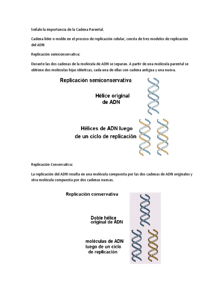 Señale La Importancia de La Cadena Parental | PDF | Adn | Replicación ...