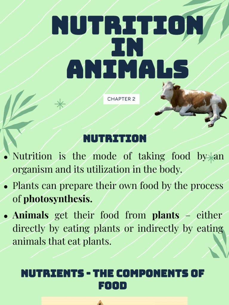 Nutrition in Animals: Modes and Processes | PDF | Digestion | Taste