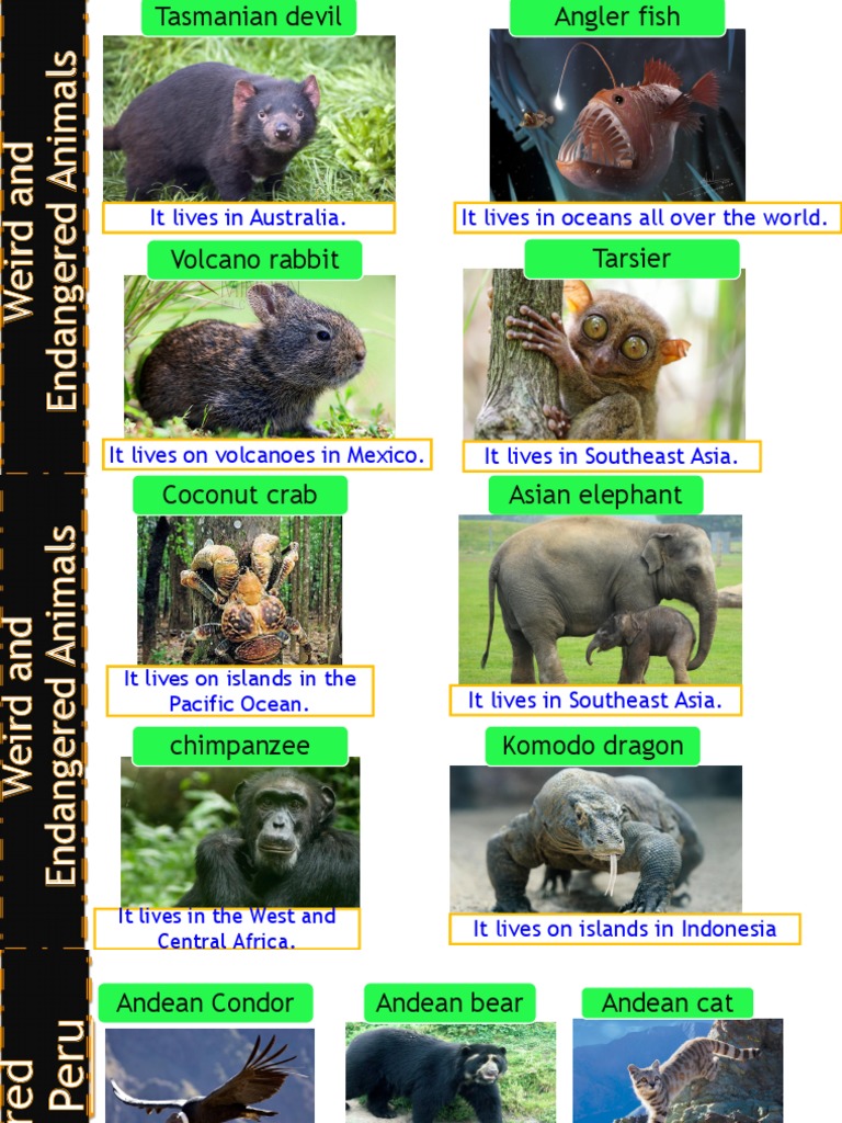 Animals Habitat Vocabularypdf | PDF