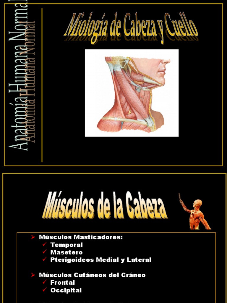 Miologia Cabeza Y Cuello Dr Mariano Pauloni Pdf Tejido Suave