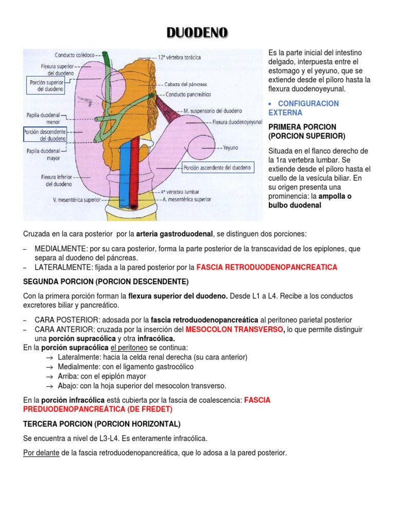 Anatomía y vascularización del duodeno | PDF | Gastroenterología | Anatomía