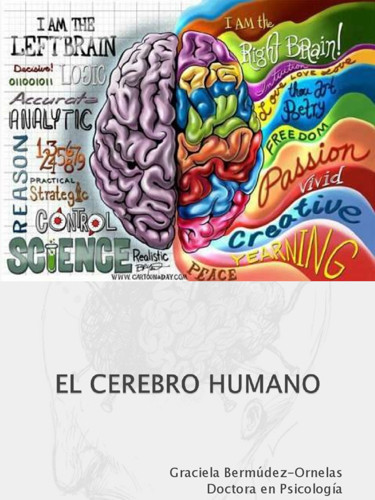 06 El Cerebro Pdf Cerebro Hemisferio Cerebral