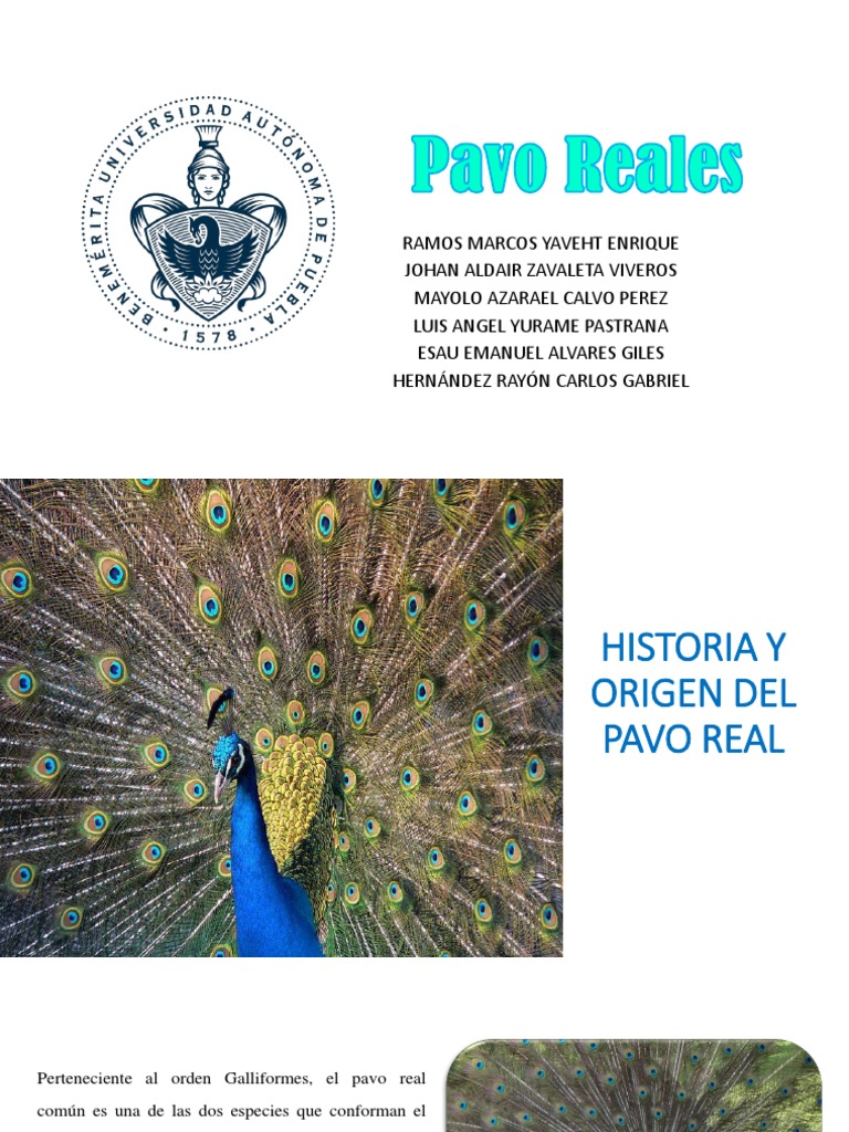 Historia y Origen del Pavo Real | PDF | Especialidades Medicas ...