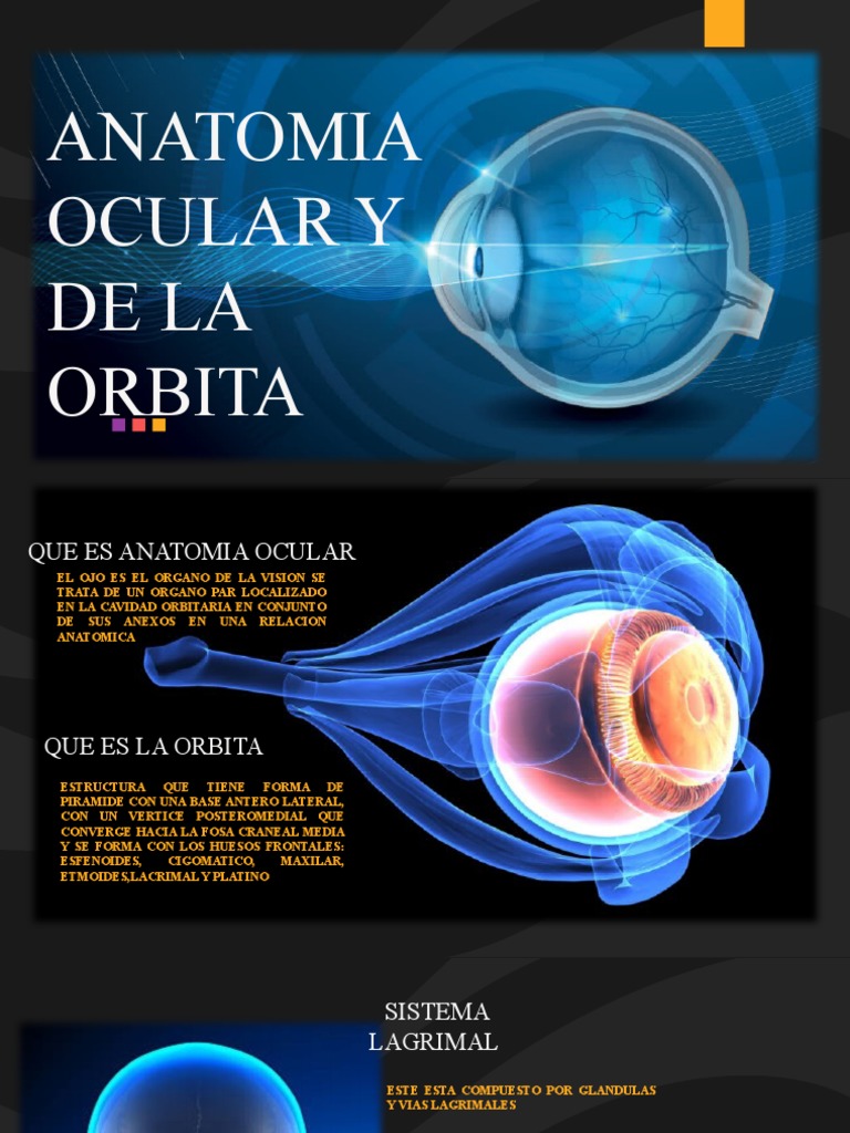 Anatomía de la Órbita Ocular | PDF | Ciencia y matemáticas