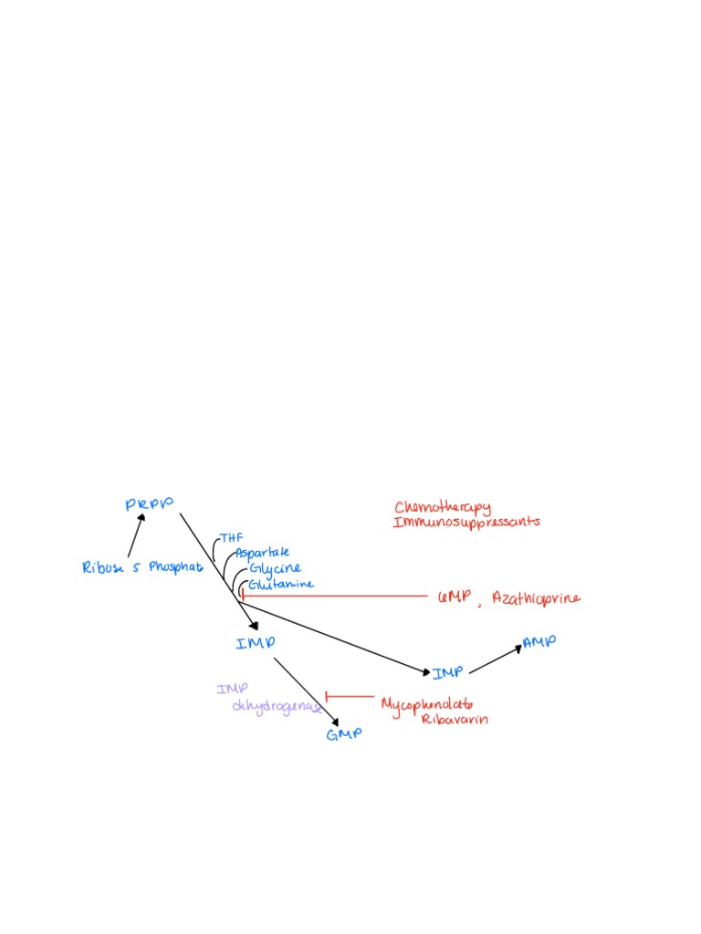 Purine Synthesis Pdf Organic Compounds Biochemistry