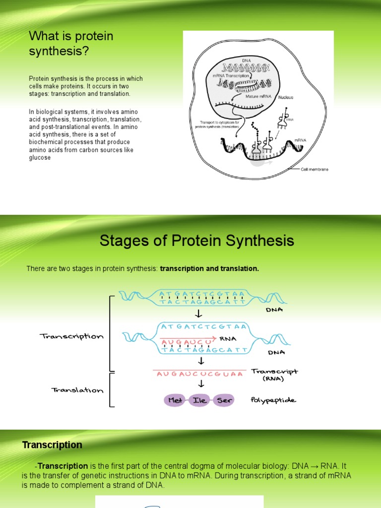 A Comprehensive Explanation of the Two-Stage Process of Protein ...