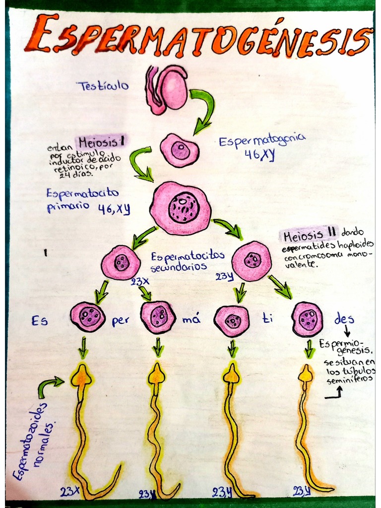 Gametogénesis. | PDF