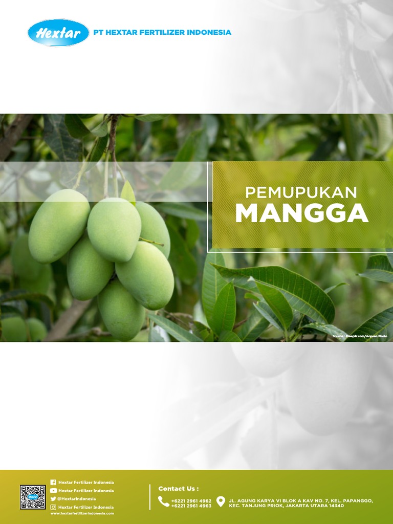 26 - Brosur Pemupukan - Jan 2021 - Mangga | PDF