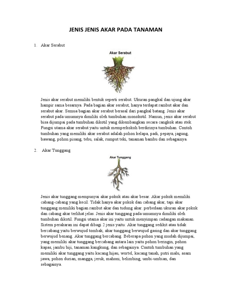 Jenis Jenis Akar Pada Tanaman | PDF | Seni & Disiplin Bahasa | Griya ...