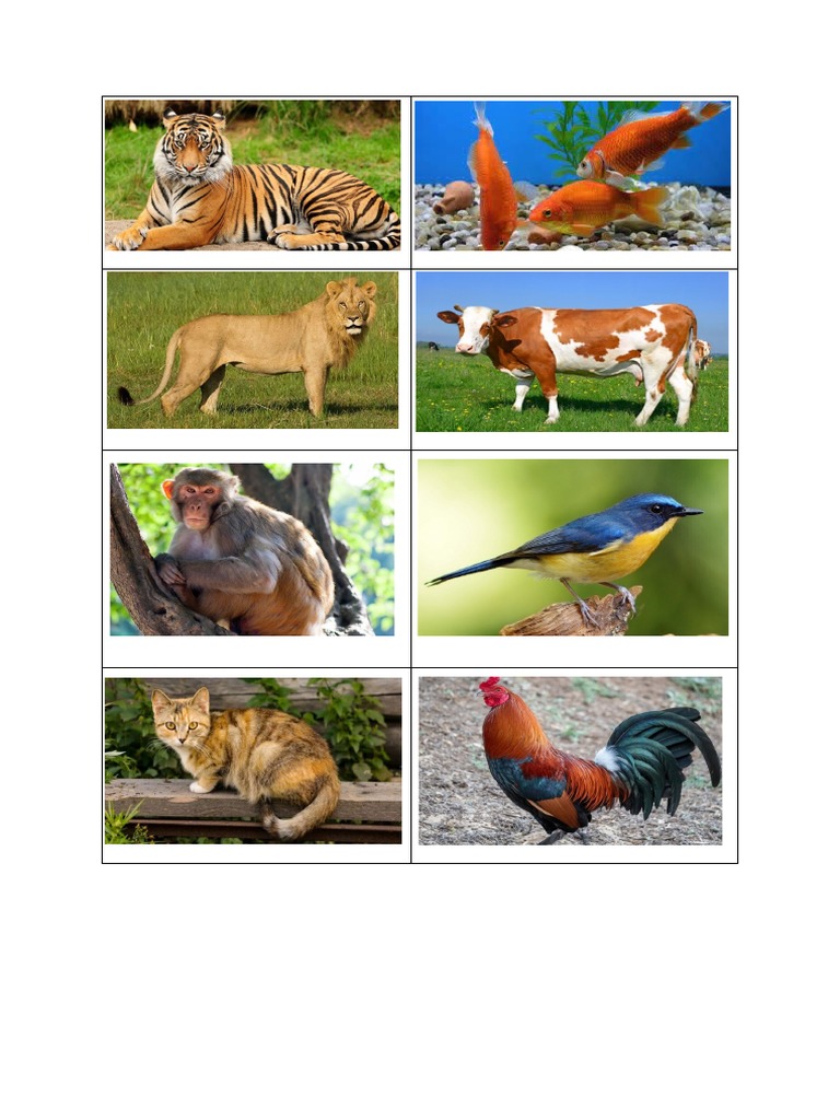 Gambar Binatang | PDF