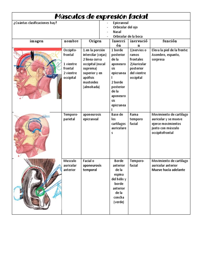 Musculos de Expresion Facial | PDF | Anatomía humana | Morfología ...