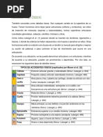 Marcas Oseas | PDF | Sistema musculoesquelético | Sistema esquelético