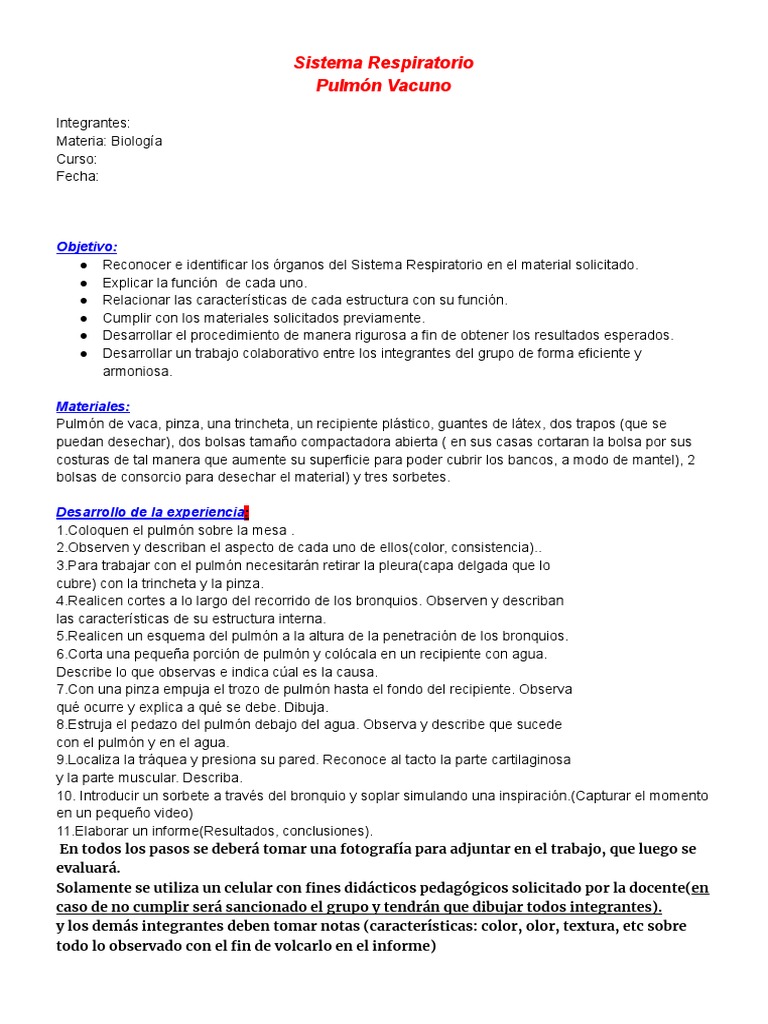 Disecando el Pulmón de Vaca | PDF | Pulmón | Sistema respiratorio