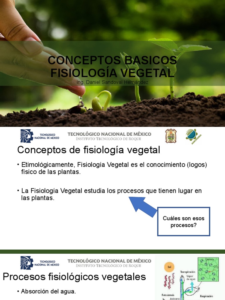 1.CONCEPTOS BASICOS FISIOLOGIA VEGETAL Alumnos | PDF | Plantas ...