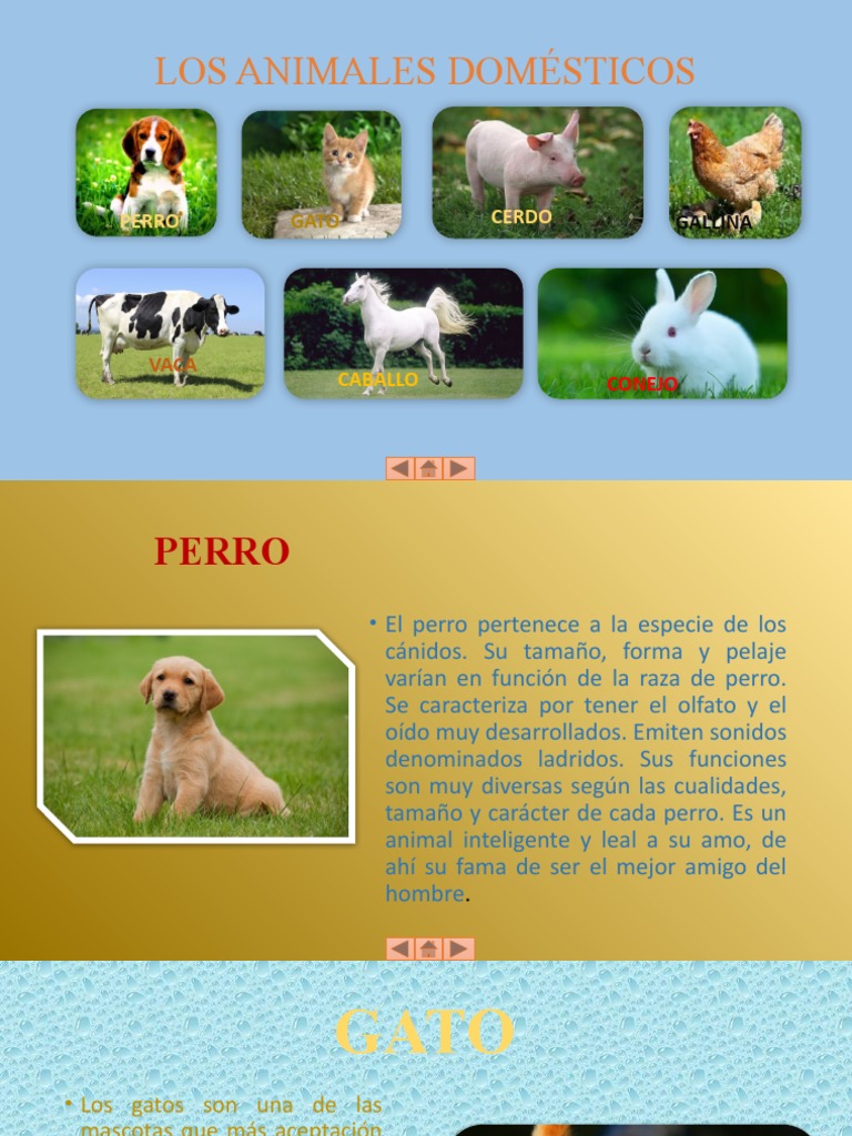 Los Animales Domésticos | PDF | Caballos | Vacas