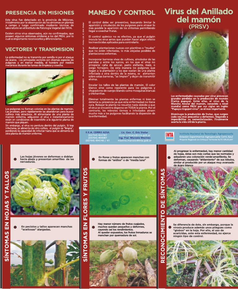 Triptico Mamon - Web | PDF