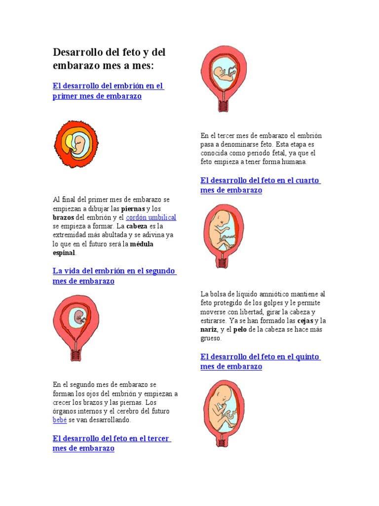 Desarrollo Del Feto | PDF | El embarazo | Feto