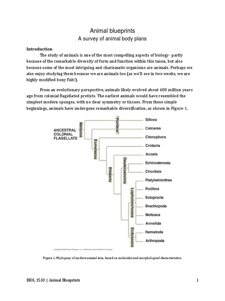 Animal Body Plans Overview | PDF | Sponge | Anatomy