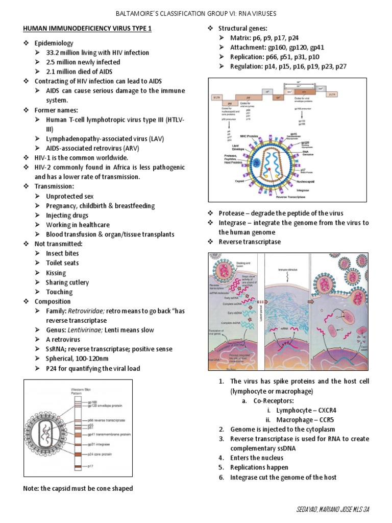 Human Immunodeficiency Virus Type 1: Sedayao, Mariano Jose Mls 3A | PDF ...