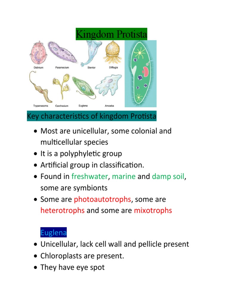Kingdom Protista: Photoautotrophs Heterotrophs Mixotrophs | PDF | Home ...