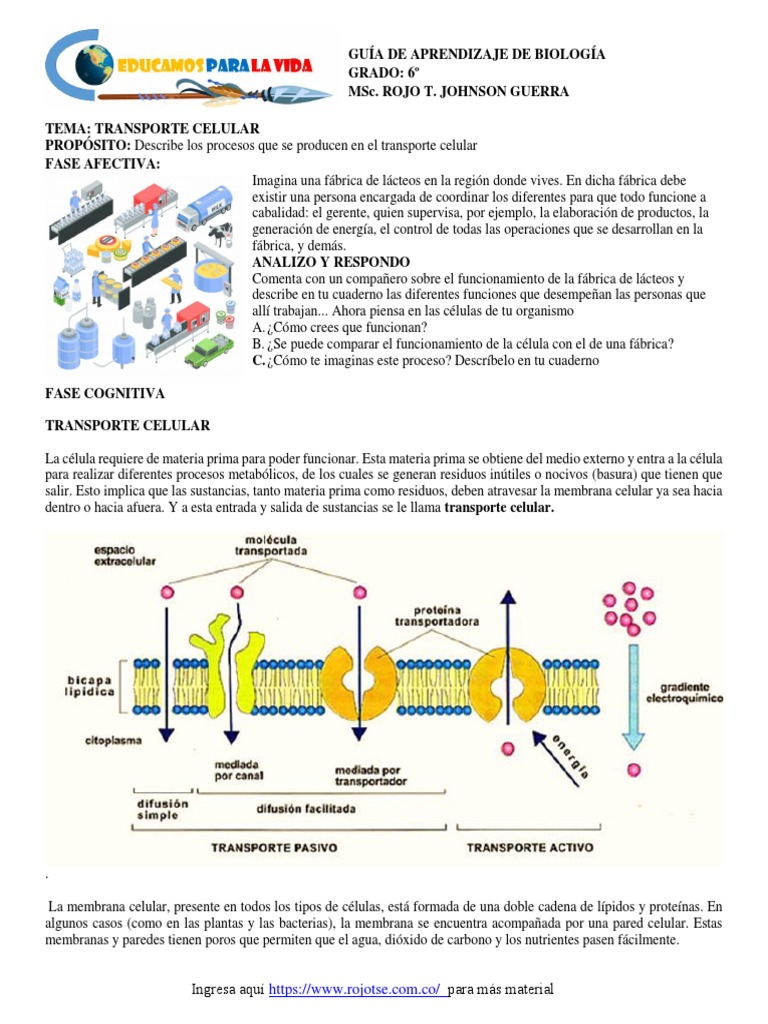 Transporte Celular en Grado 6 | PDF | Biología Celular) | Membrana celular