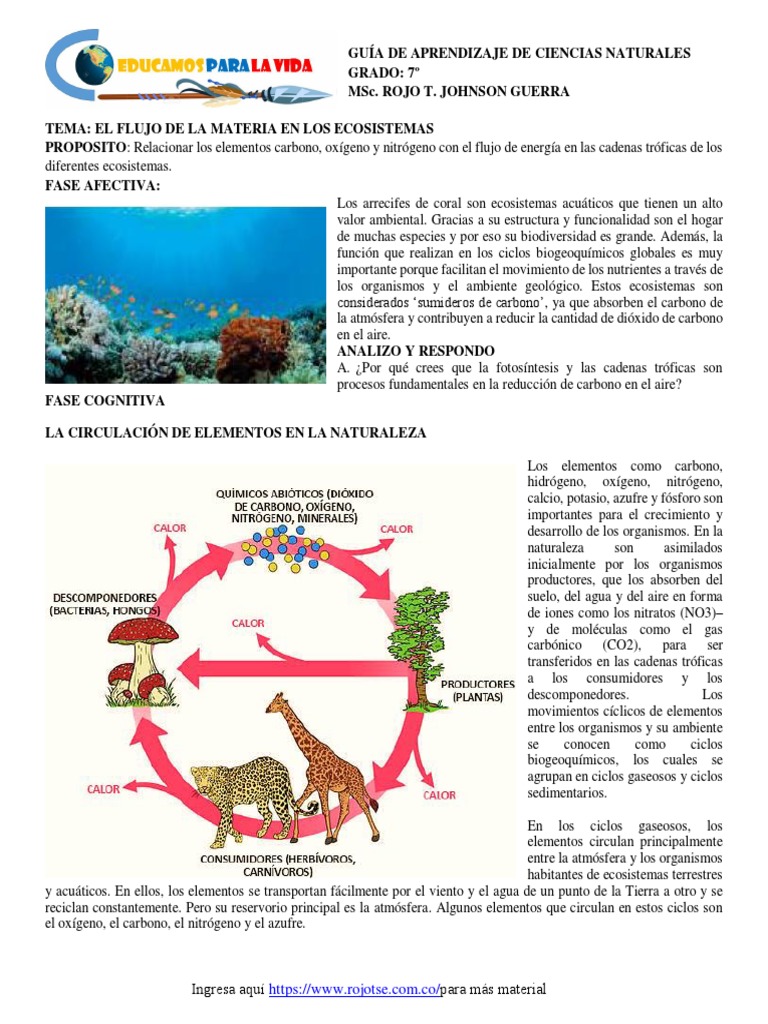 GT 2020 CN G7 El Flujo de La Materia en Los Ecosistemas | PDF ...