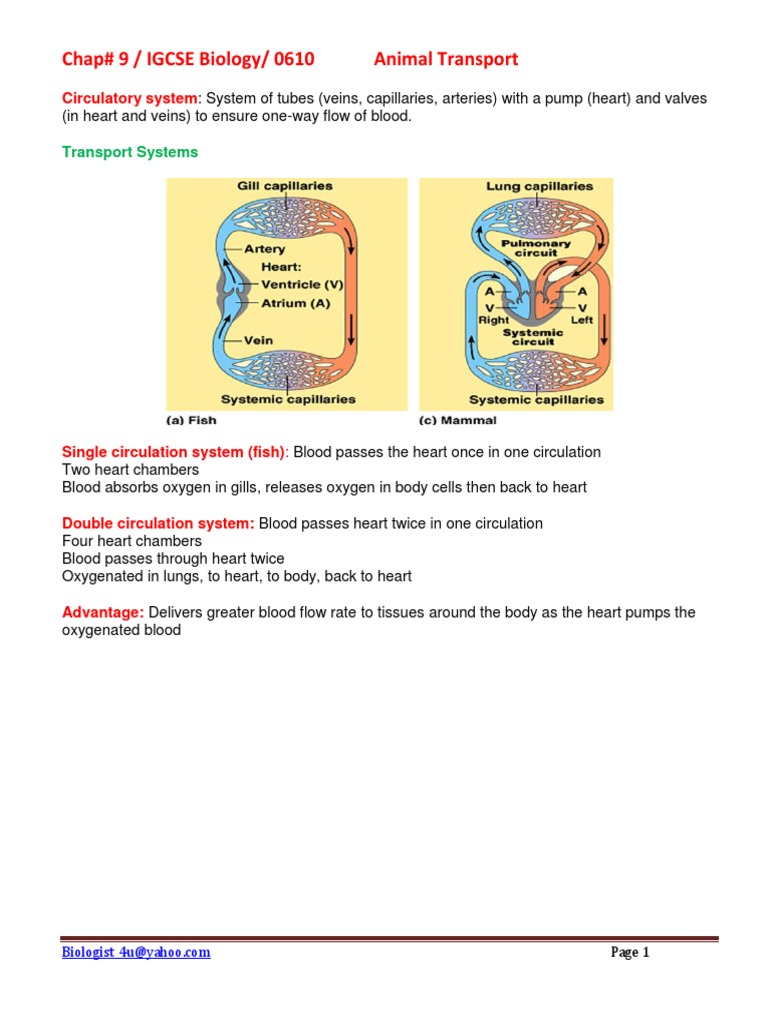 Chap# 9 / IGCSE Biology/ 0610 Animal Transport | PDF | Heart ...