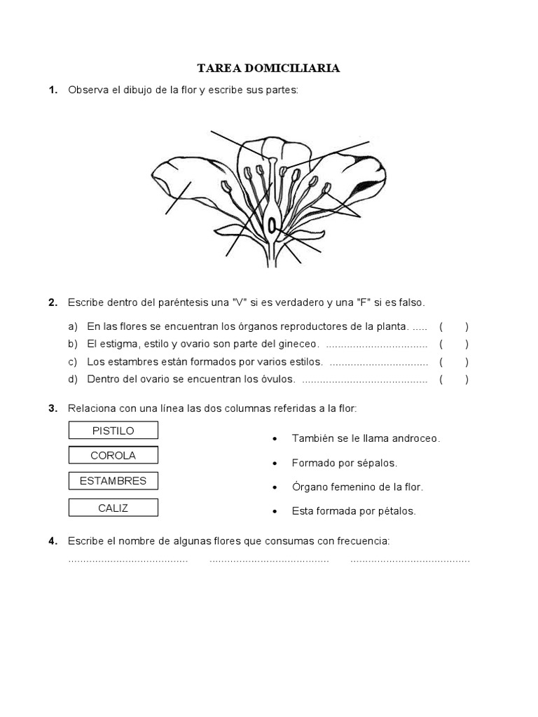 Partes-de-la-Flor (1) | PDF | Flores | Polinización