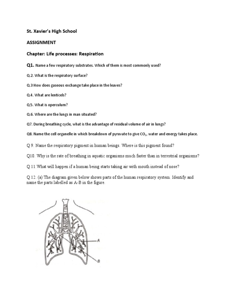 CH 1 Assignment Respiration | PDF