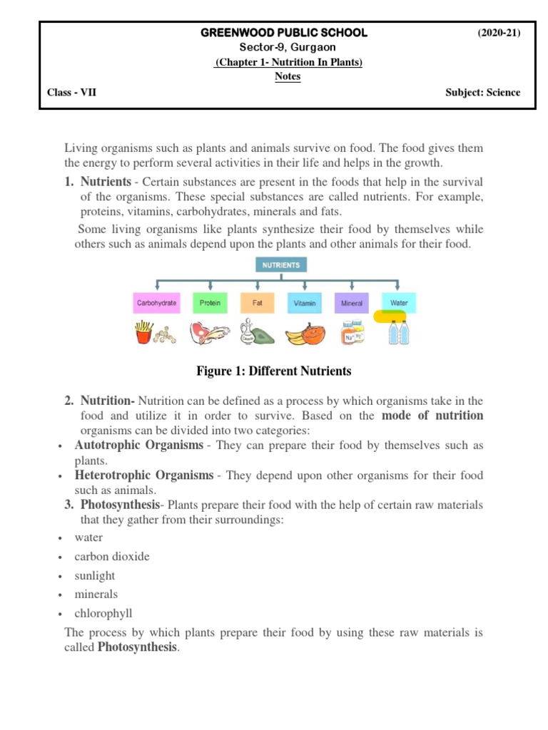 Nutrition in Animals Notes | PDF
