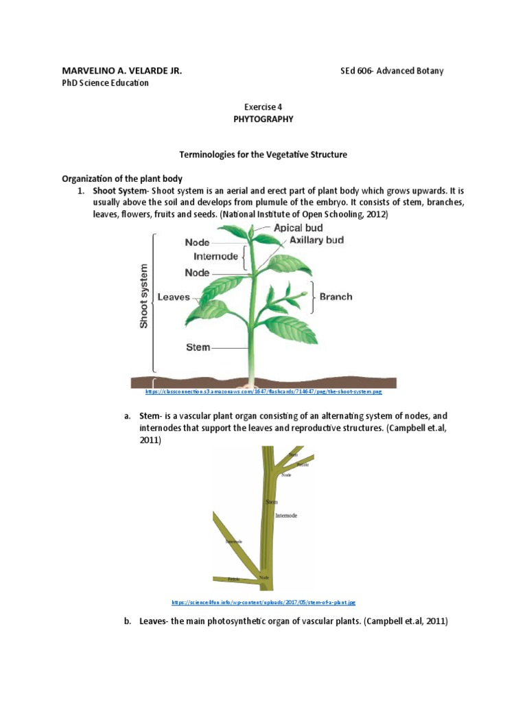 Velarde Exercise4 Phytography | PDF | Flowers | Petal